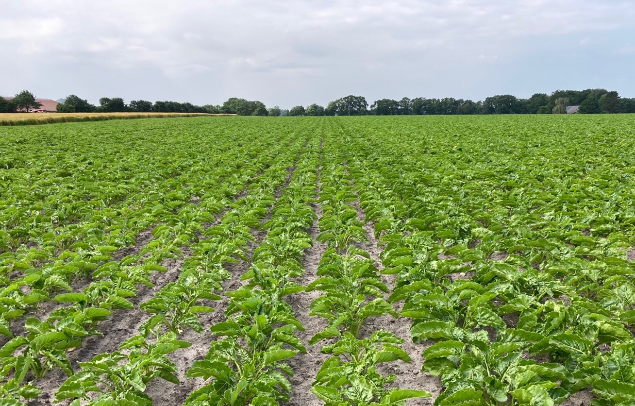 Aus der Praxis - HRD GmbH